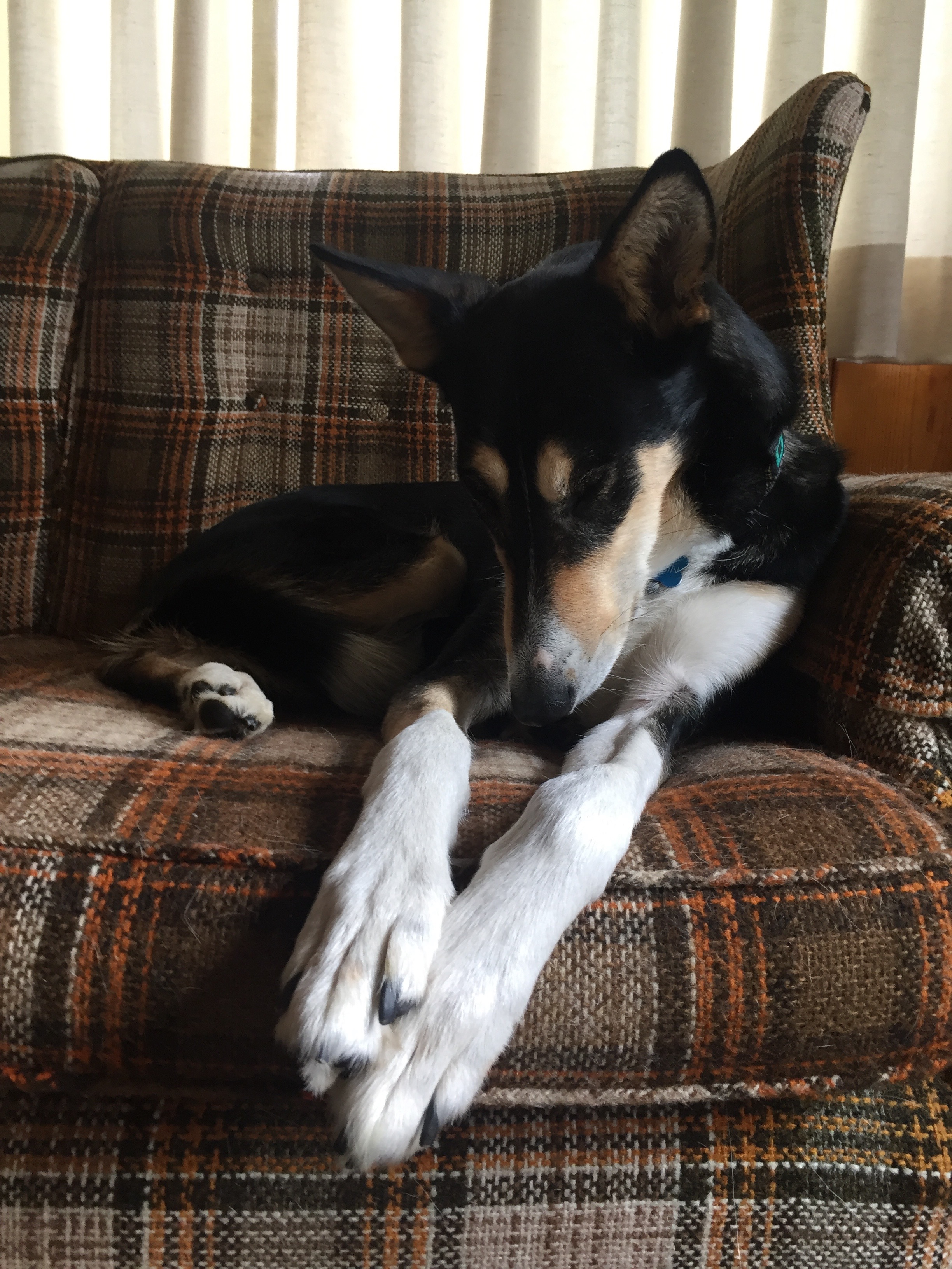 Sleepy Skype | String of Dogs