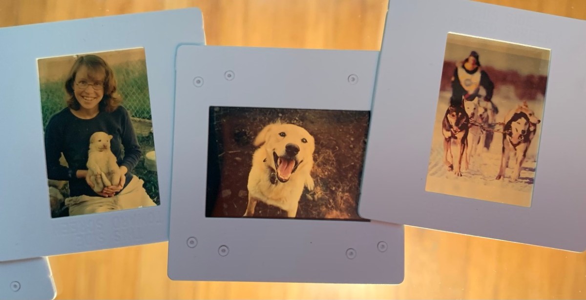 A Real Slide Show | String of Dogs